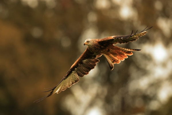 The Red Kite Trail - Great North Air Ambulance Service